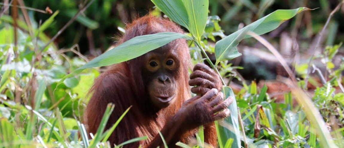 Une nouvelle espèce de singe a été découverte sur l'île de Sumatra