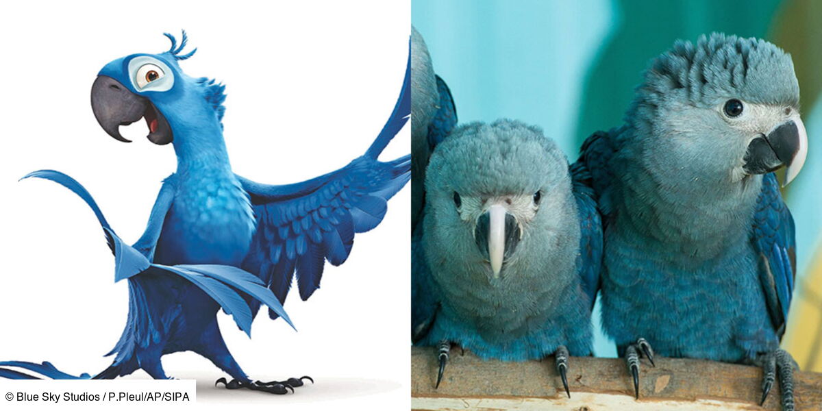 Rio 1& 2 (Disney+) : Blu, l'oiseau star du film, existe-t-il vraiment