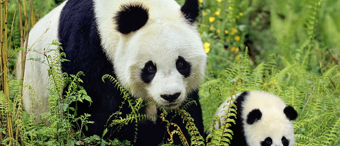 Une maman panda donne le bain à son petit, et c'est (vraiment) trop ...