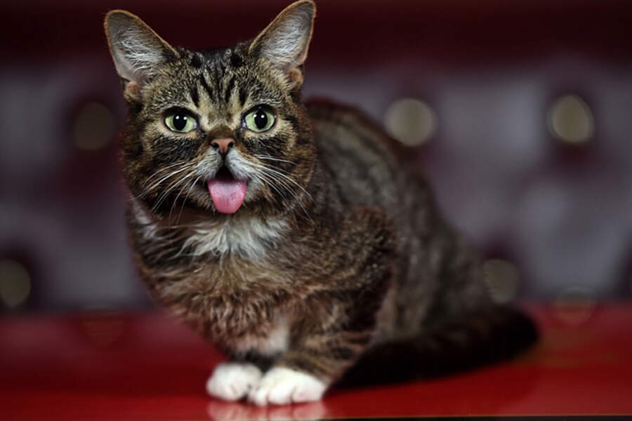 Les chats les plus mignons d'internet - Télé Loisirs