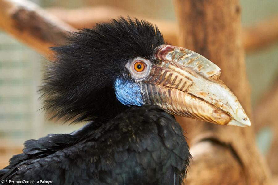 Une saison au zoo (France 4) : les animaux les plus rares de nos zoos ...