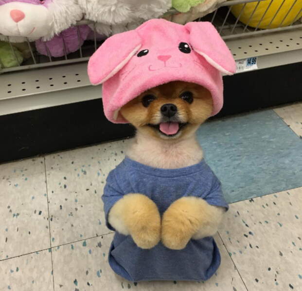 Découvrez JiffPom, le chien (trop trop mignon) star d'Instagram (27 ...