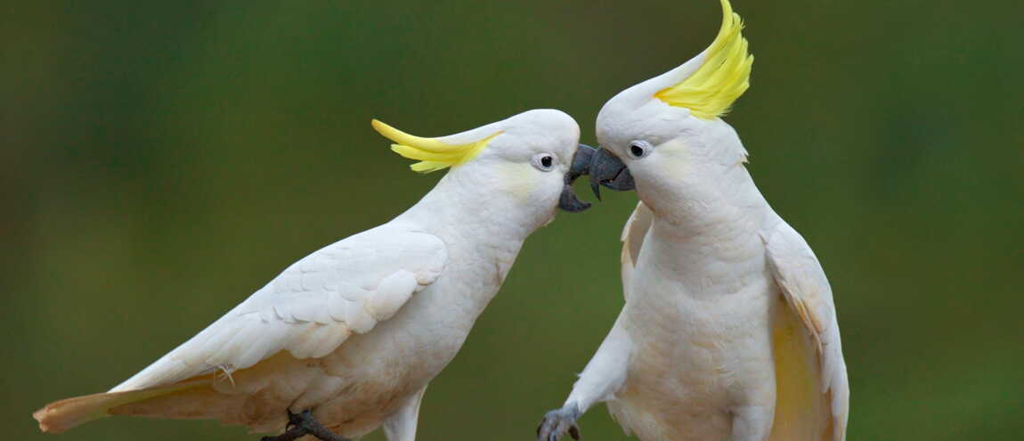 Le cacatoès à huppe jaune, un sacré caractère