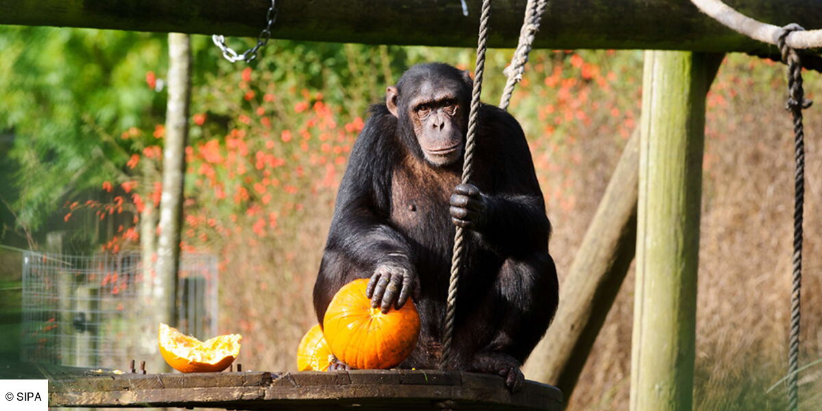 Chimpanzés, le combat des chefs (France 2) : des singes, pas si ...