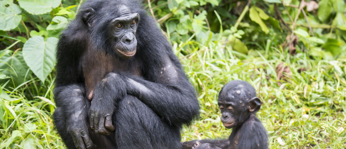 Une saison chez les bonobos (France 4) : À la découverte de nos plus ...