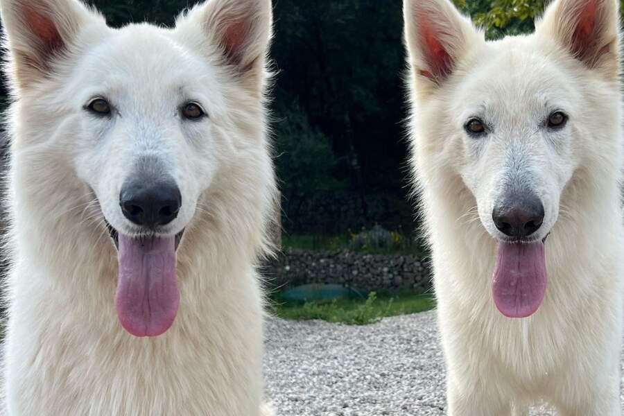 Julien Doré : qui sont Simone et Jean-Marc, ses deux adorables chiens ...