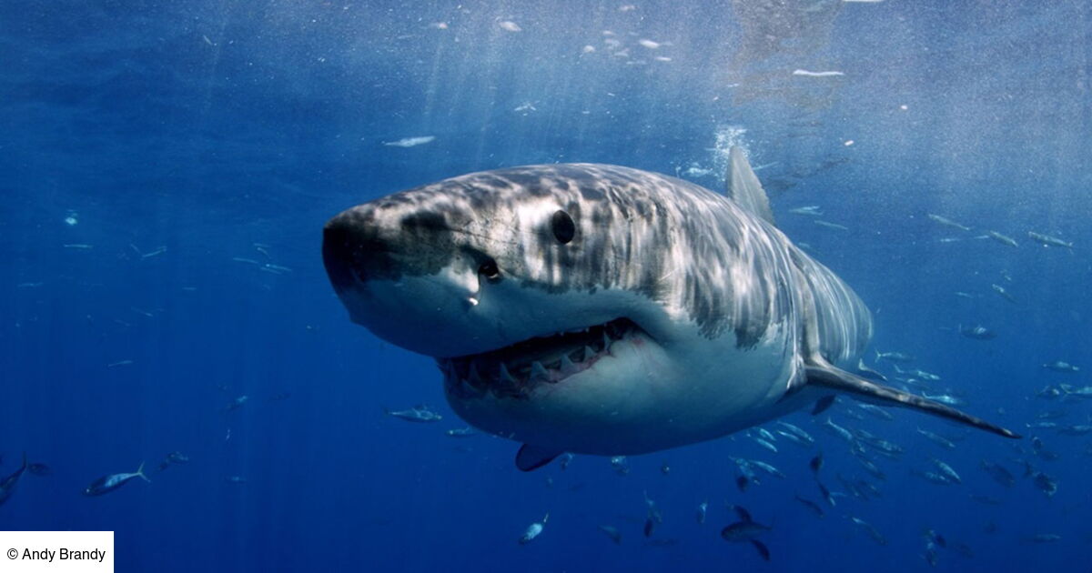 Les grands prédateurs de l'océan