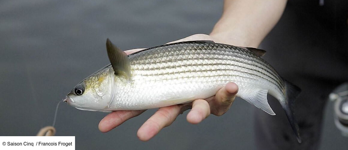 Mulet poisson 2.0 - Télé-Loisirs