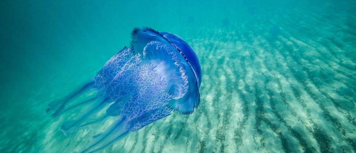 Le siècle des méduses : 17/05/2020 à 14h15 sur Ushuaïa TV - Télé-Loisirs