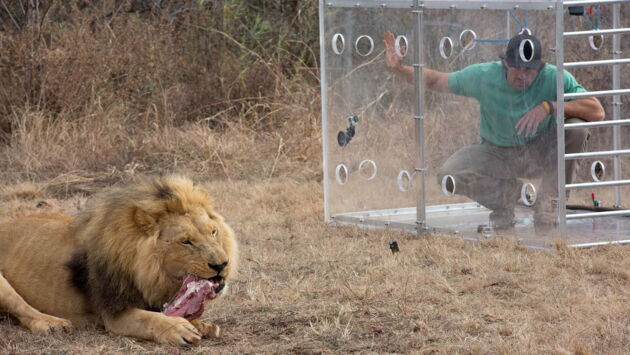 Man vs Lion - Télé-Loisirs