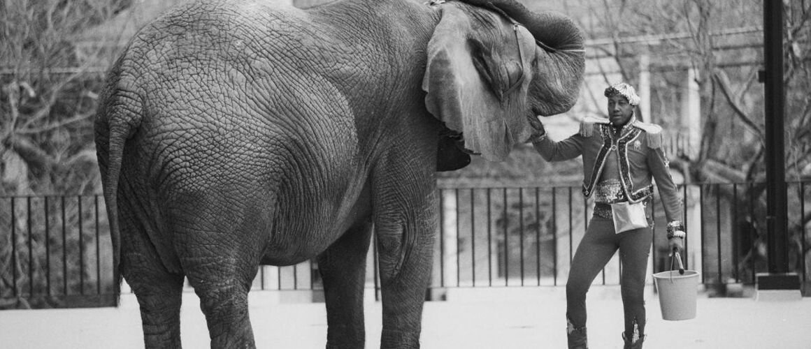 Tyke Elephant Outlaw de Susan Lambert (2015), synopsis, casting ...