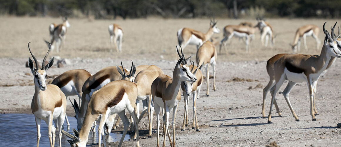 Springbok & Impala : la vie dans le troupeau - Les animaux ...