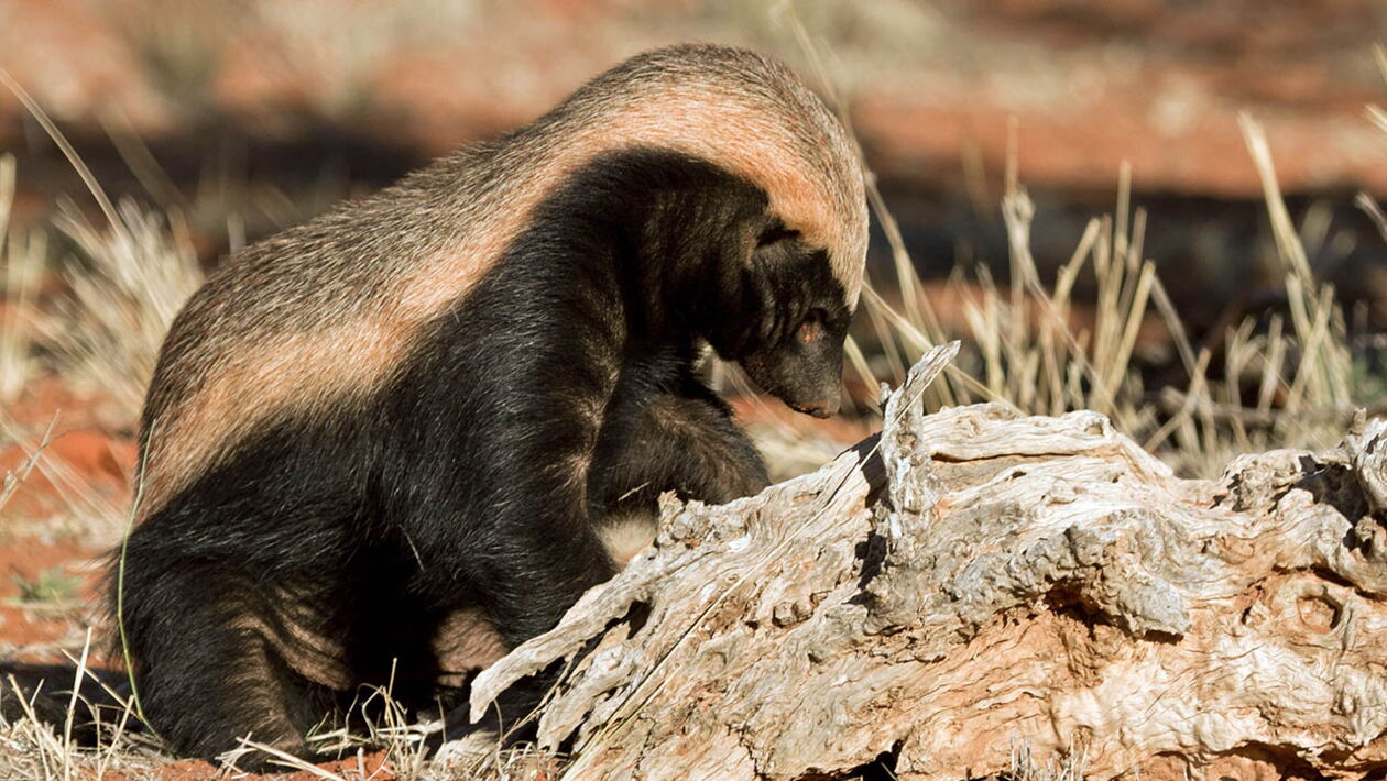 Le ratel - Télé-Loisirs