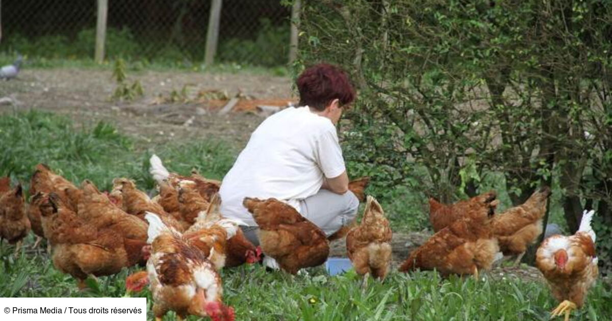 Les animaux de la ferme