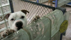 Programme TV samedi : le programme tnt télé par cesoirTV.com