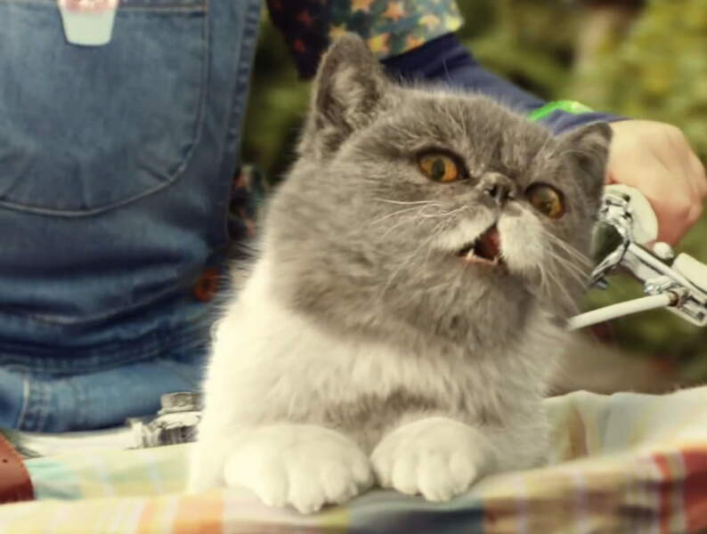 Les chats les plus mignons d'internet - Télé Loisirs