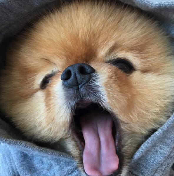 Découvrez JiffPom, le chien (trop trop mignon) star d'Instagram (27 ...
