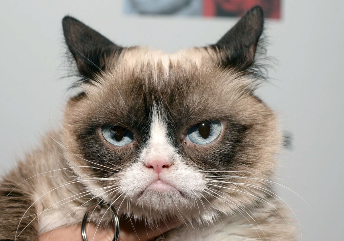 Les chats les plus mignons d'internet - Télé Loisirs