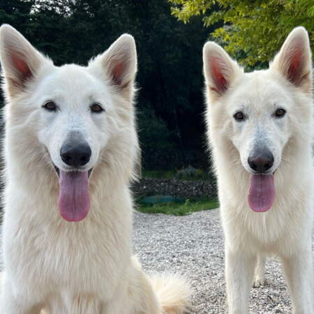 Julien Doré : qui sont Simone et Jean-Marc, ses deux adorables chiens ...